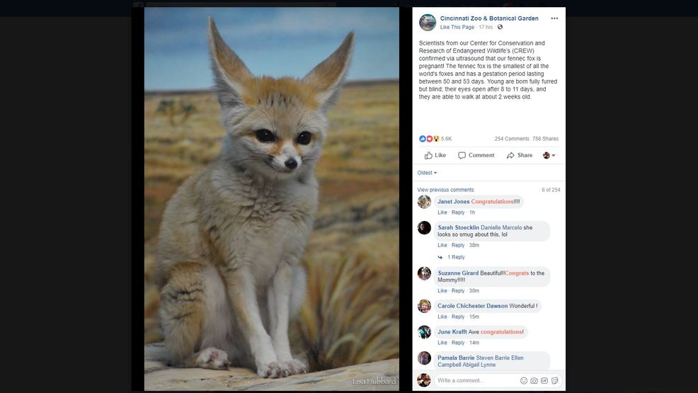 Cincinnati Zoo announces that their fennec fox is pregnant | WKRC