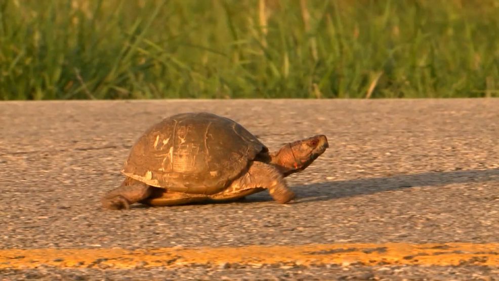 Why did the turtle cross the road? We're not sure, but expect to see ...