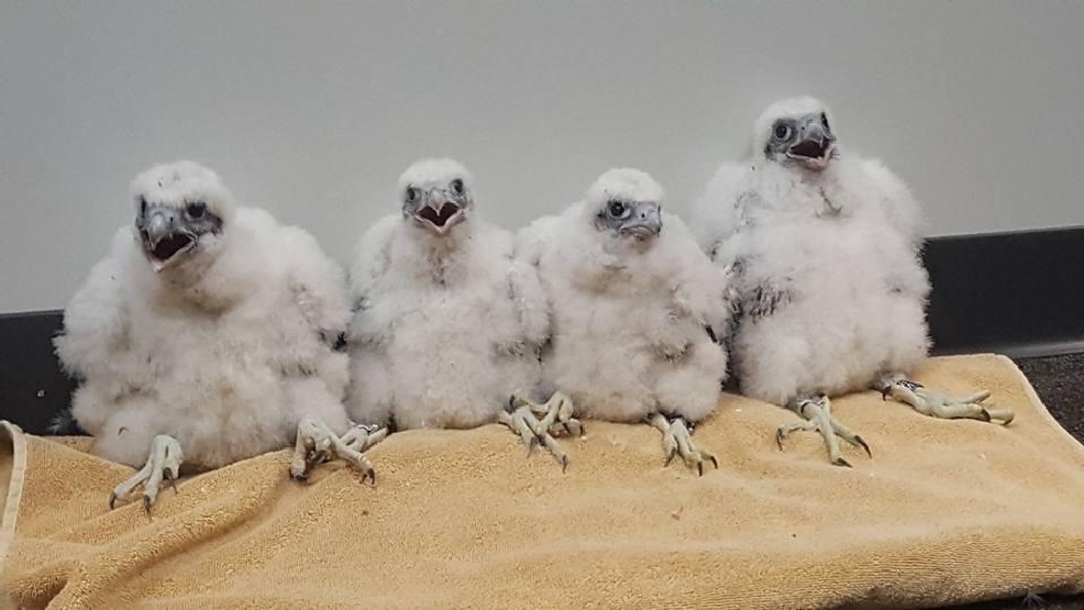 Peregrine falcon chicks banded at Georgia Pacific | WLUK