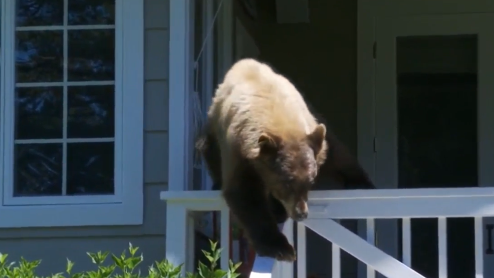 Bears are waking up from hibernation | KRNV