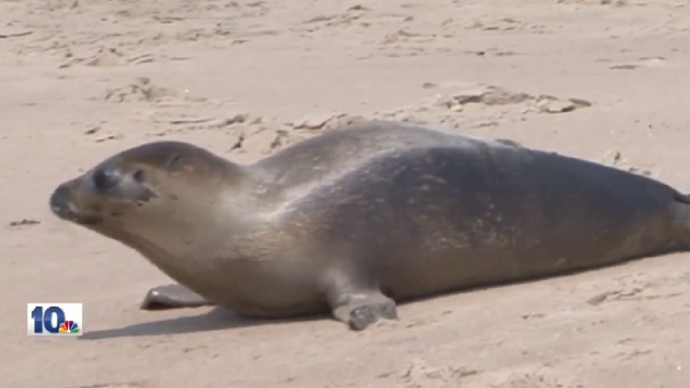 Shark Week: Seals attract sharks | WJAR