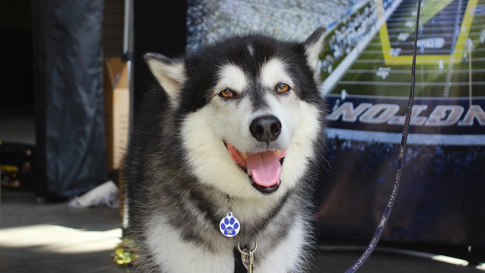 Photos: Say goodbye to UW's Dubs as he prepares for his final game | KOMO