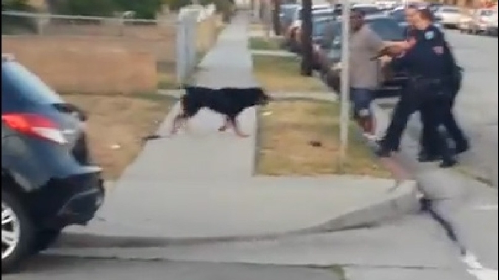 Caught on video: Police shoot, kill dog during arrest | KBAK